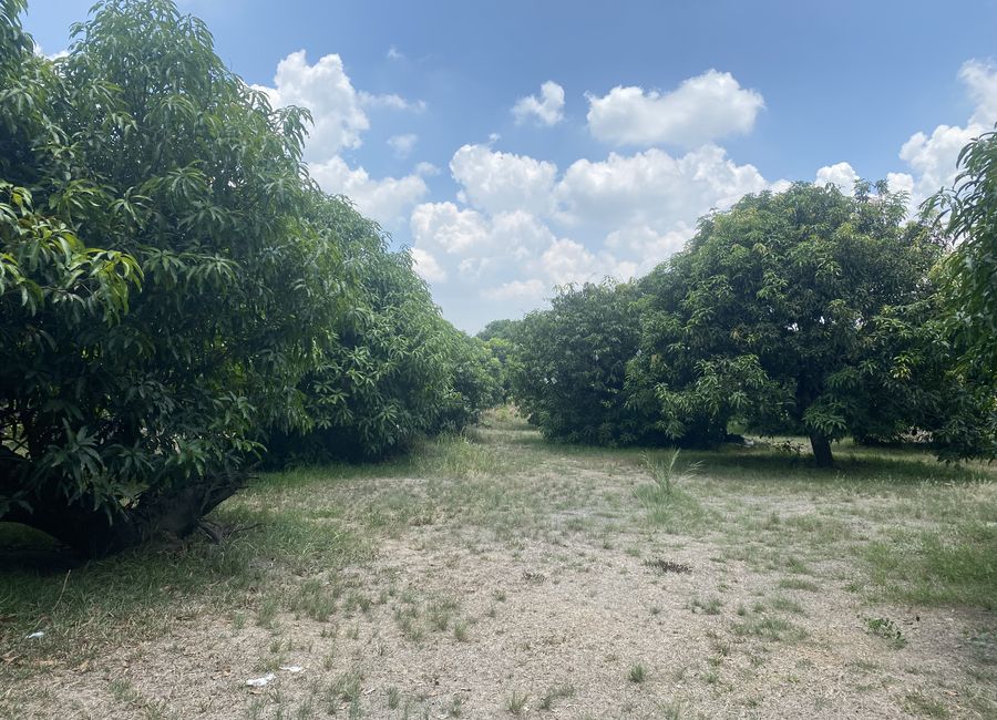 For Sale: Mango Farm at Arayat, Pampanga (Perfect for Resort Development)