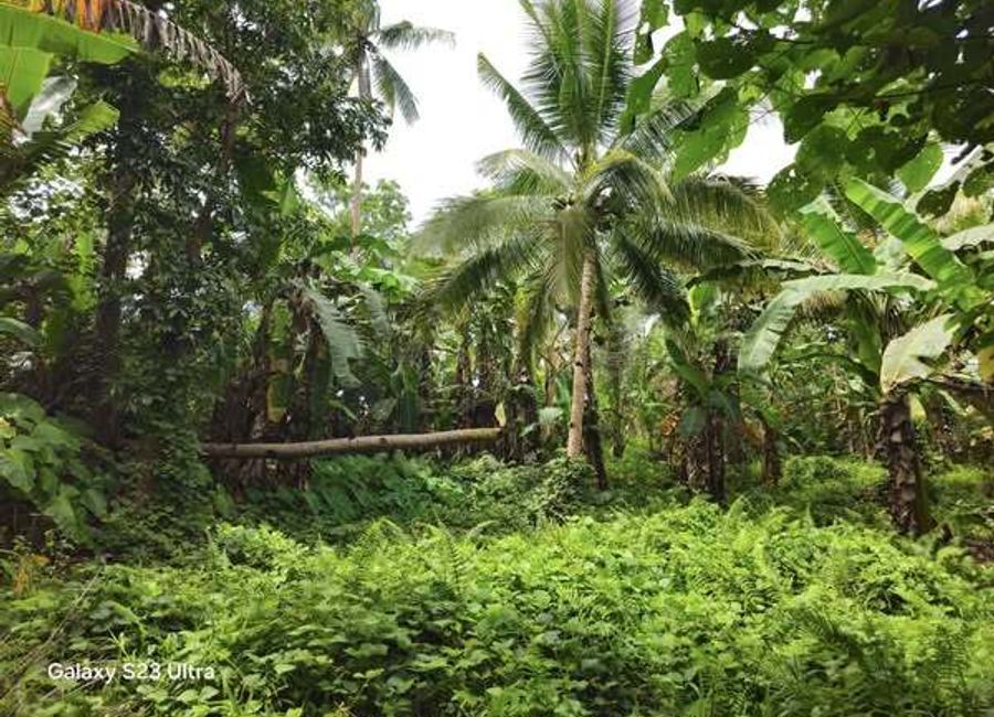 For Sale: 3.5-Hectare Farm Lot in Carmen, Bohol