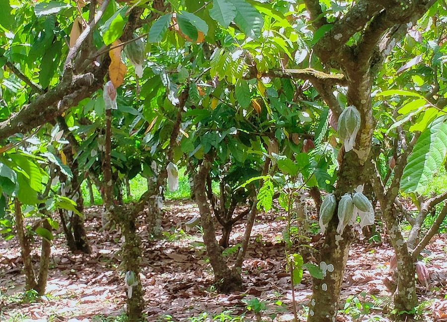 1.4 hectare Farm Lot for sale in Wangan, Davao City, Davao del Sur