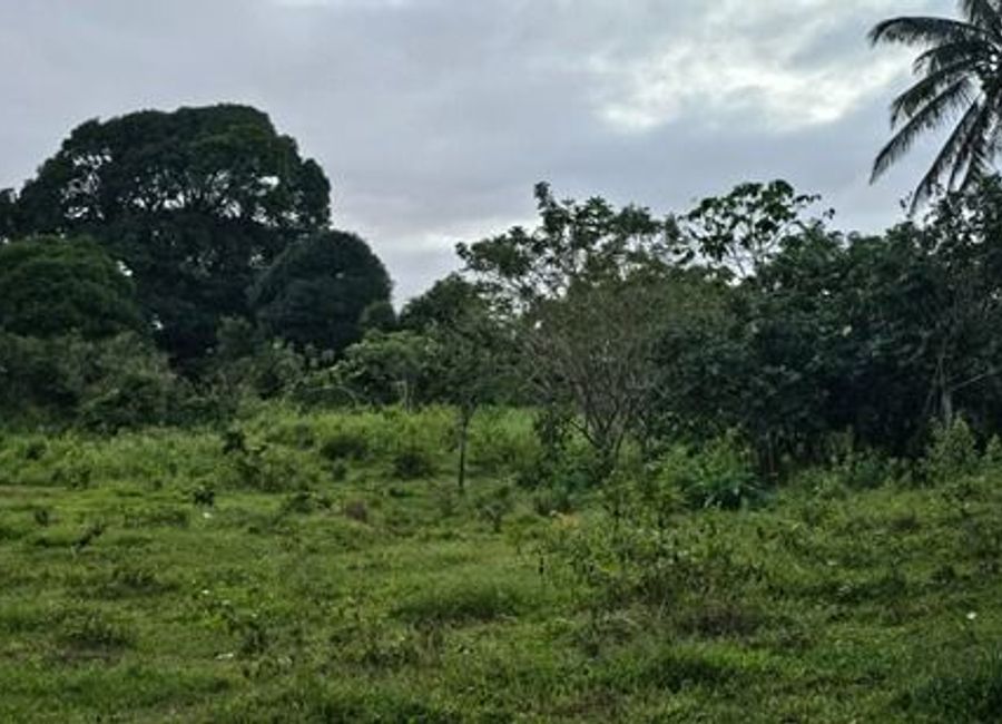 FOR SALE | AMADEO FARM LOT, HIGH LAND TERRAIN OVERLOOKING