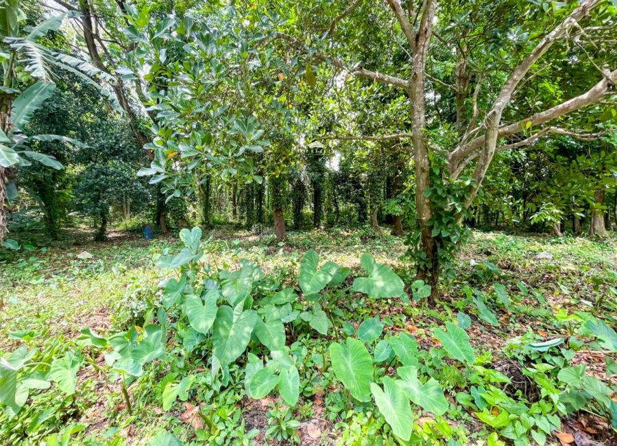 Agri-Ecotourism Corner Through Lot for Sale in Alfonso, Cavite Near Tagaytay Twin Lakes