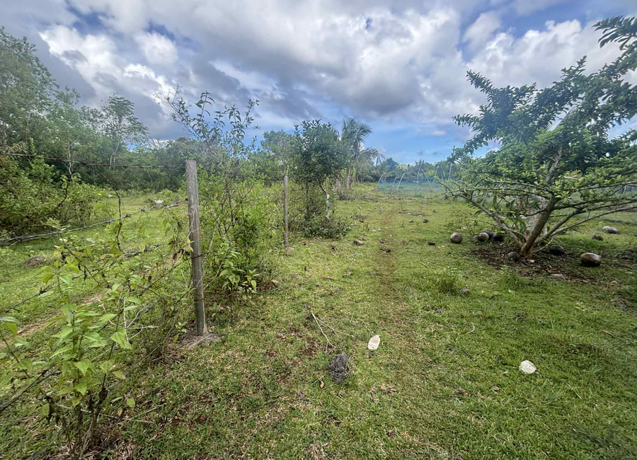FOR SALE: LOT ONLY 5,660SQM in DAUIS, TAGBILARAN, BOHOL. NEAR TO FAMOUS ...