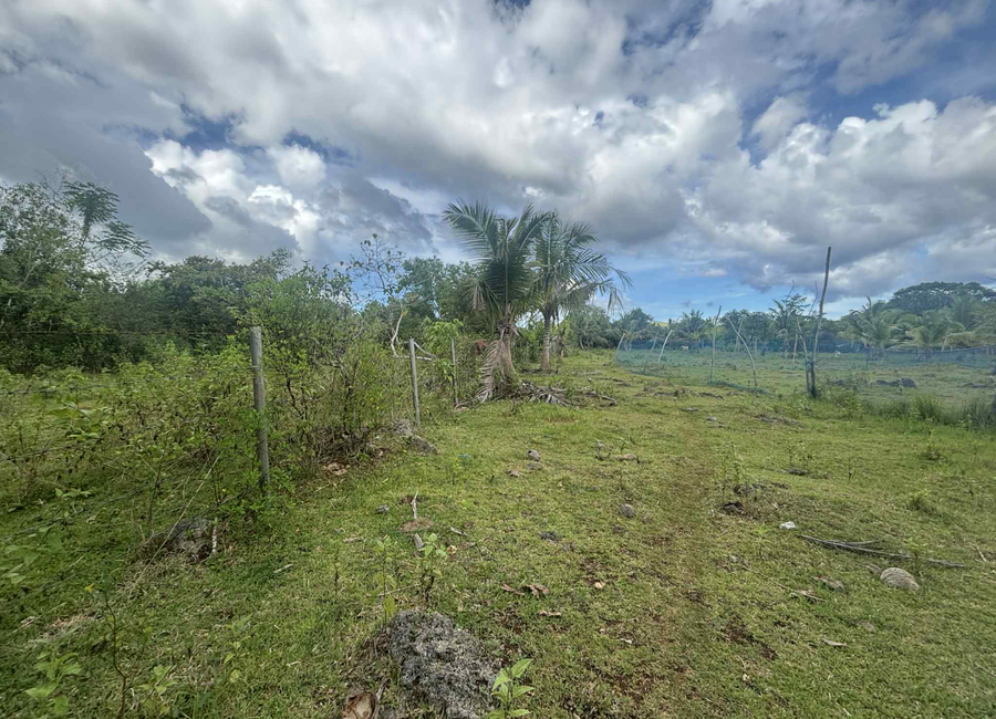FOR SALE: LOT ONLY 5,660SQM in DAUIS, TAGBILARAN, BOHOL. NEAR TO FAMOUS ...