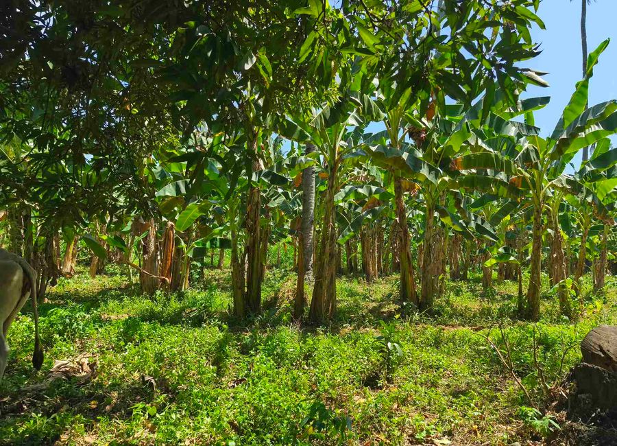 Titled Farm lot with fruit bearing trees along National Road Talavera ...