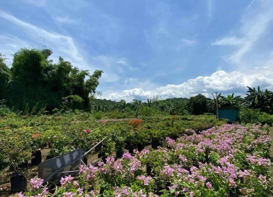 For Sale: Agri Lot located at Ambulong Tanauan Batangas