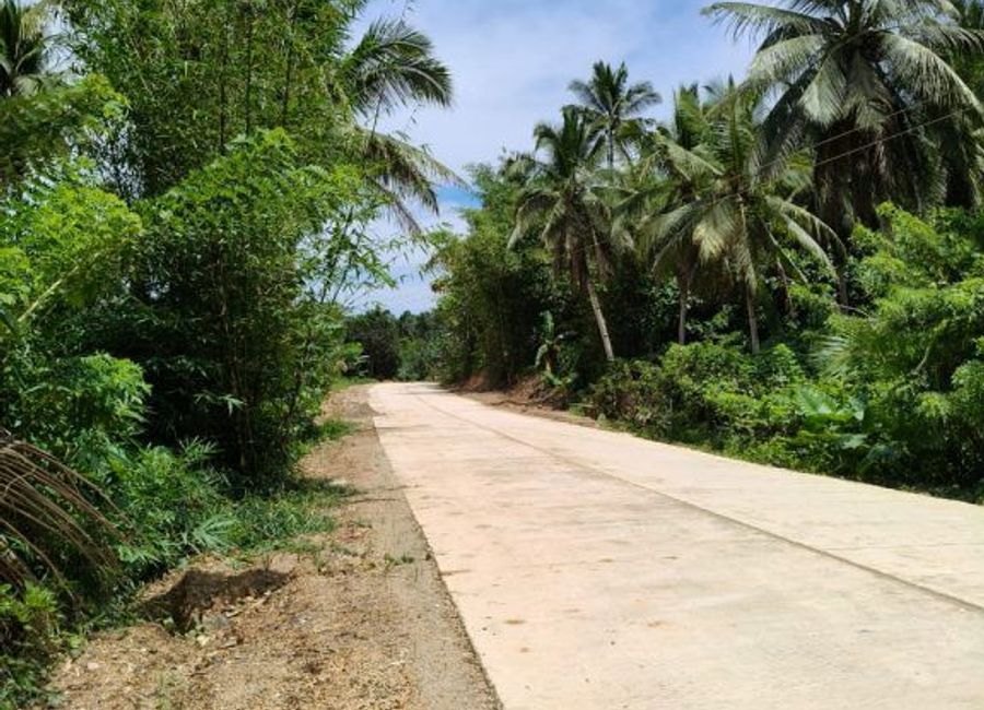 1.4-hectare farm for sale in Magara, Roxas Palawan