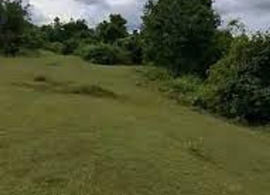 Vacant Lot 24,915 sqm Clean title for Sale in Santa Ignacia Tarlac