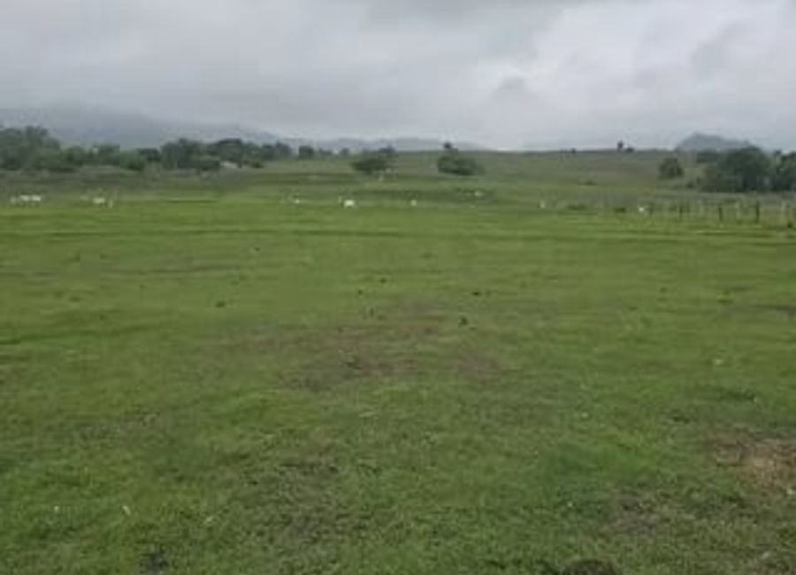 Vacant Lot 24,915 sqm Clean title for Sale in Santa Ignacia Tarlac