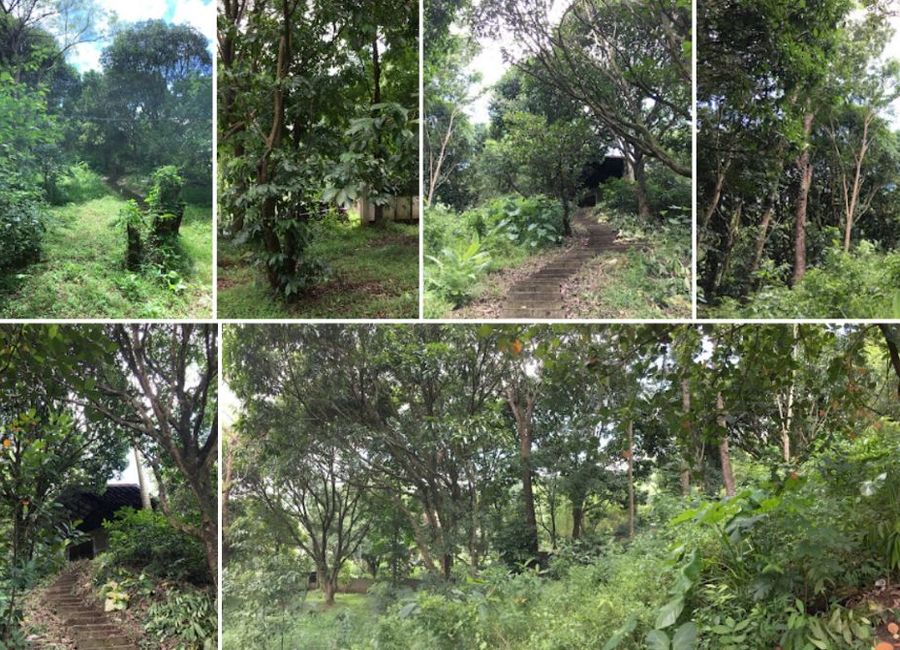 4 HECTARES FARM LOT IN ANTIPOLO