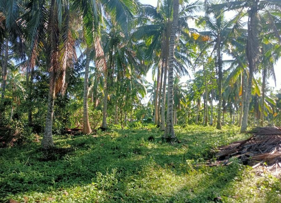 Lot for Sale at Ragay Camarines Sur Bicol near Andaya highway