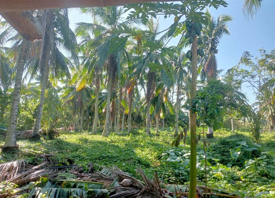 Lot for Sale at Ragay Camarines Sur Bicol near Andaya highway