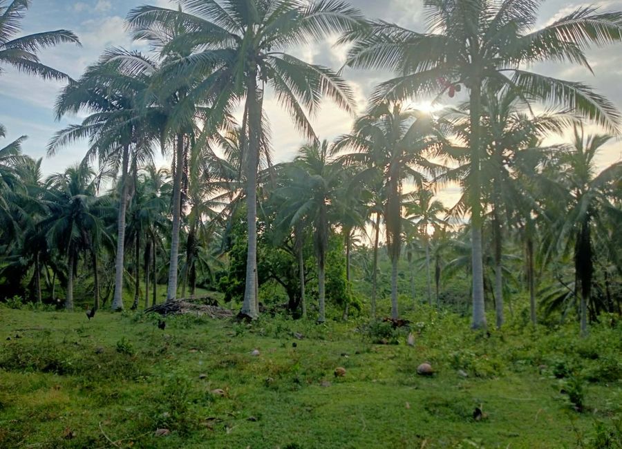 Farmlot with overlooking view of Beach for Sale at Ragay Camarines Sur ...