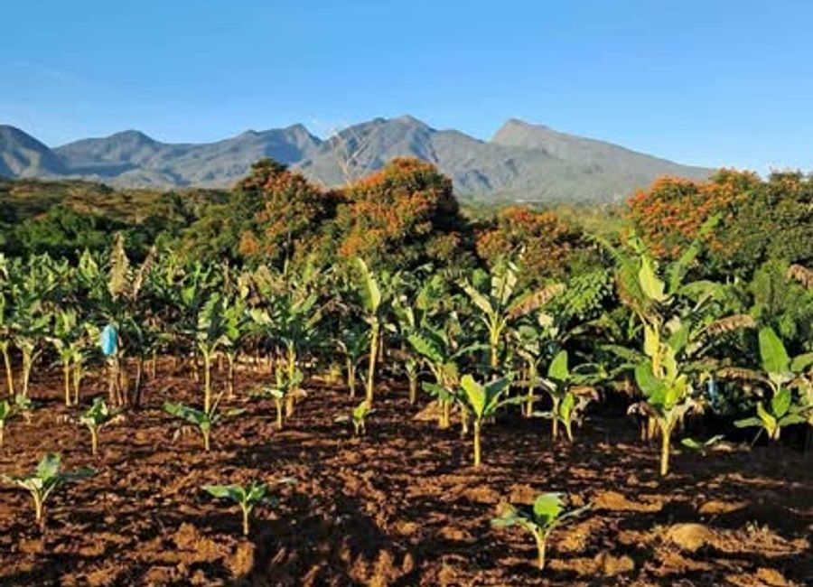 7.9 hectares farm lot In Bukidnon