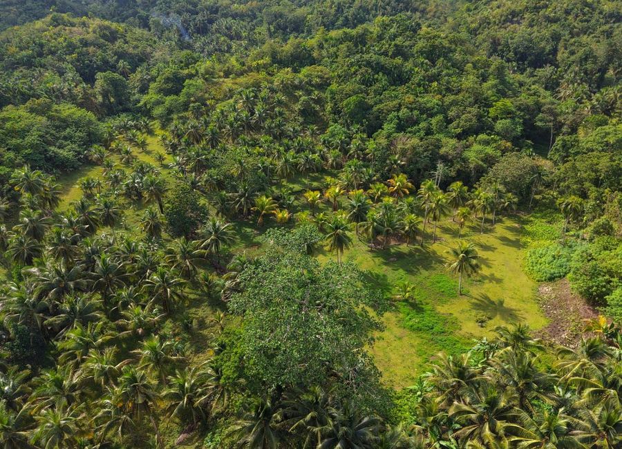 22,889 sqm Farm Lot For Sale- Tanday, Corella