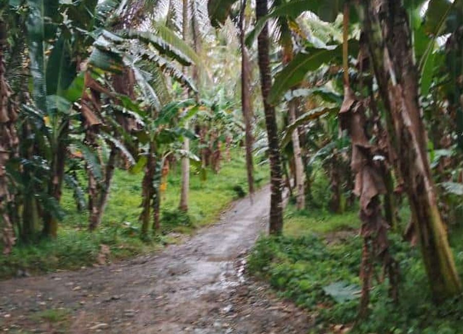 Titled 9-hectare farm lot