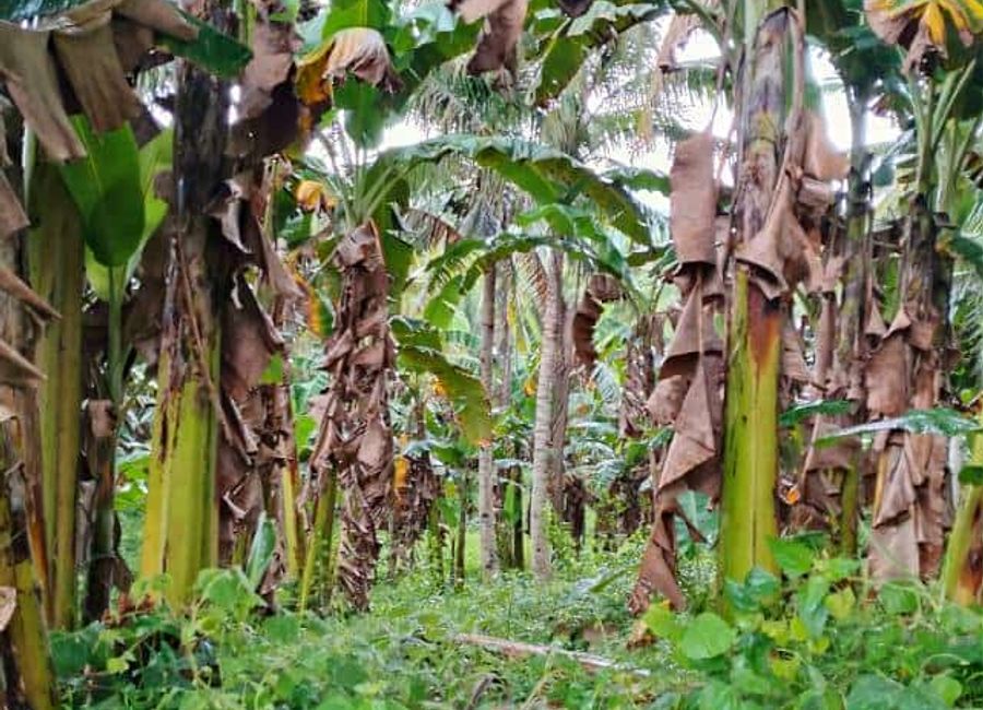 Titled 9-hectare farm lot