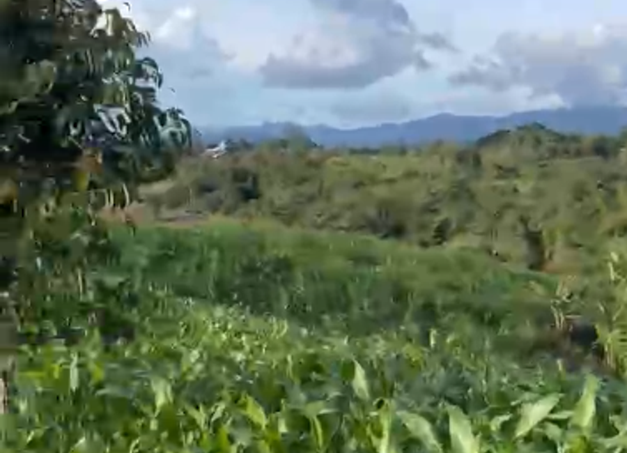 5-HECTARE FARM LOT for sale,Malaybalay