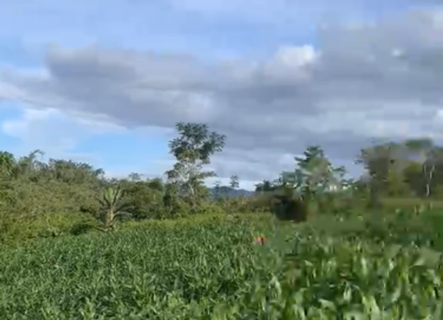 5-HECTARE FARM LOT for sale,Malaybalay
