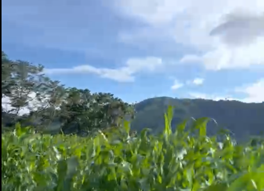 5-HECTARE FARM LOT for sale,Malaybalay