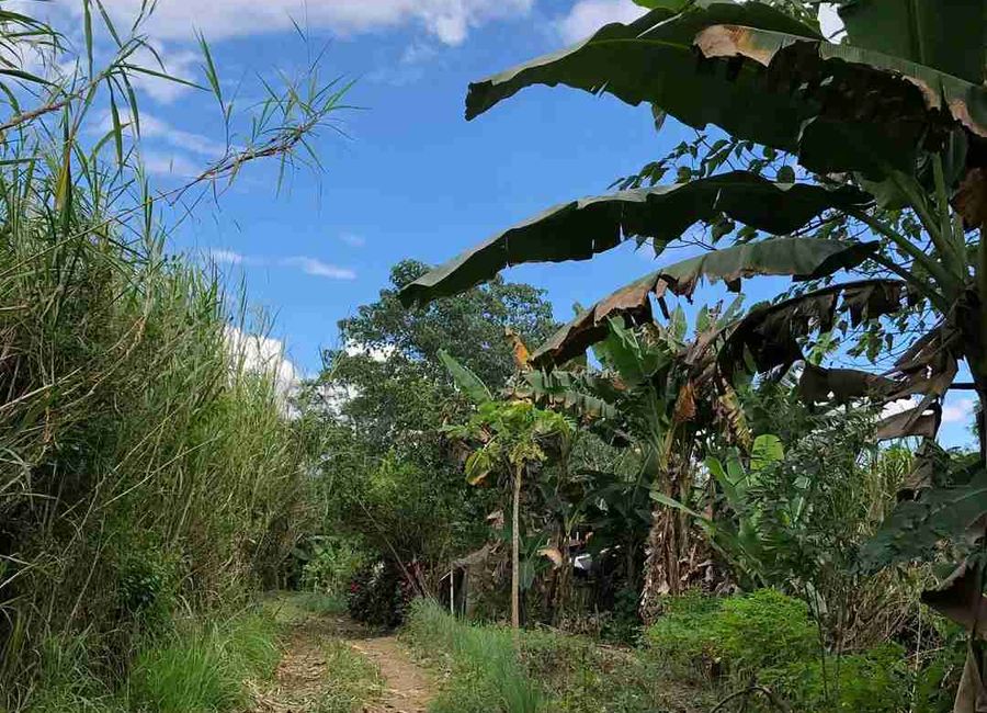 5.3-Hectare farm lot for sale