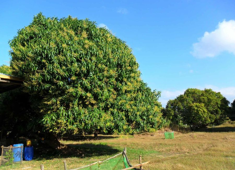 FOR SALE Prime Mango Farm – Calatagan, Batangas LSS