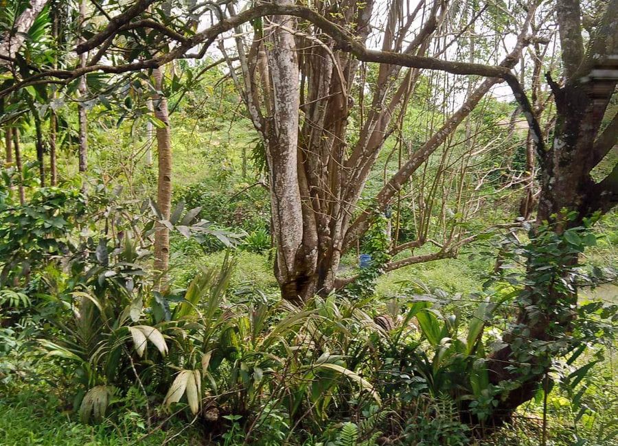 Tanay Farm Lots along Marilaque Hiway